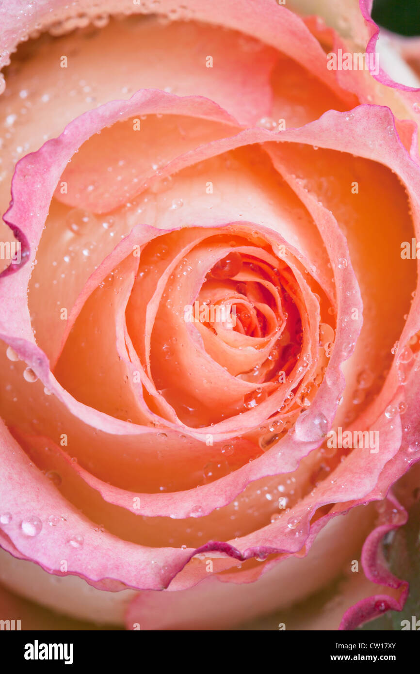 Rose kind hi-res stock photography and images - Alamy