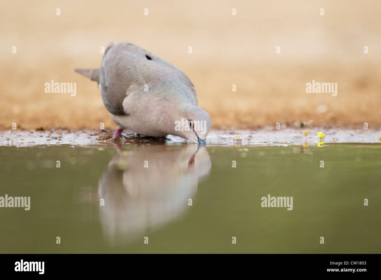 Drinking doves hi-res stock photography and images - Alamy