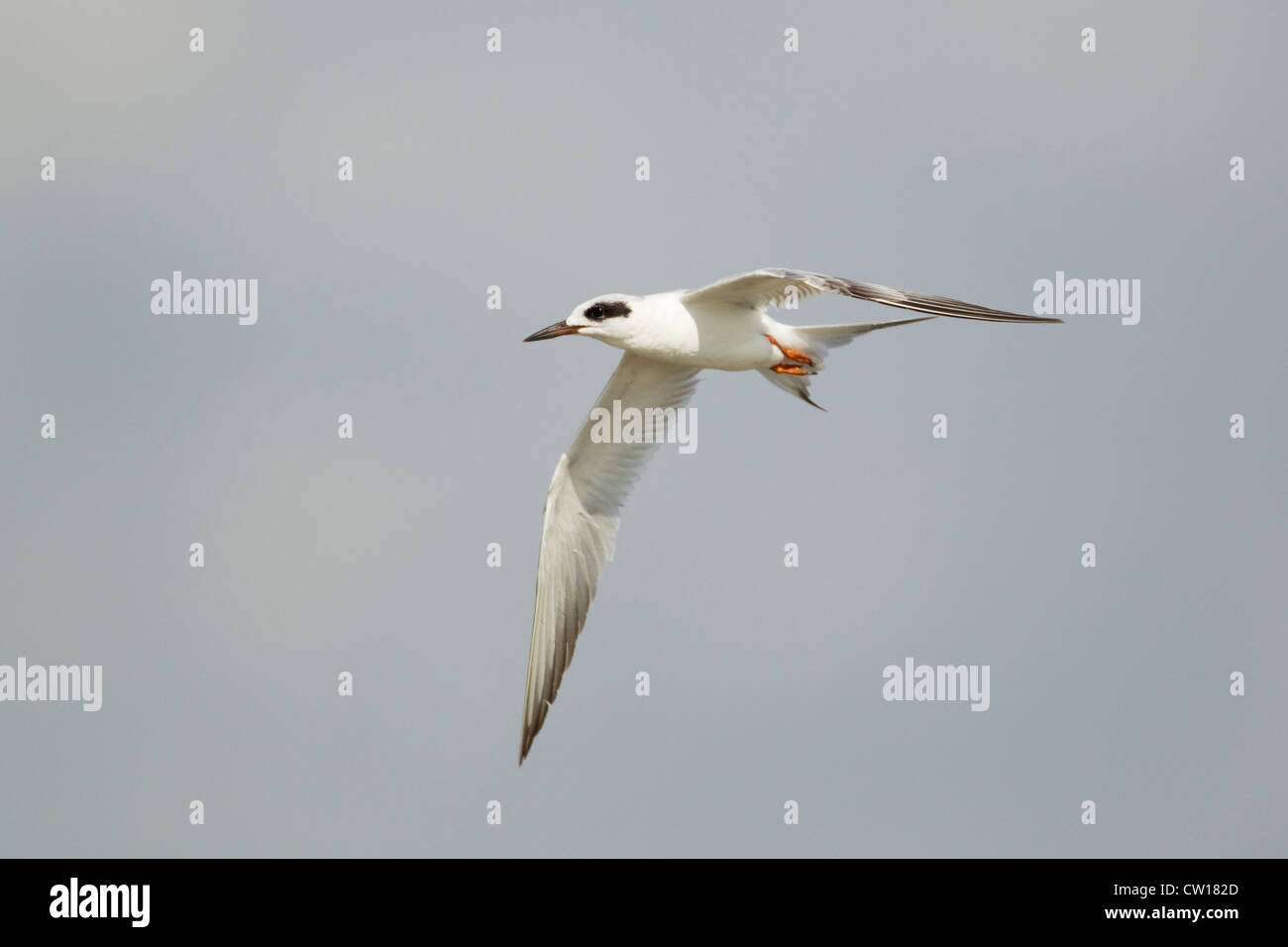 Forster's tern hi-res stock photography and images - Alamy