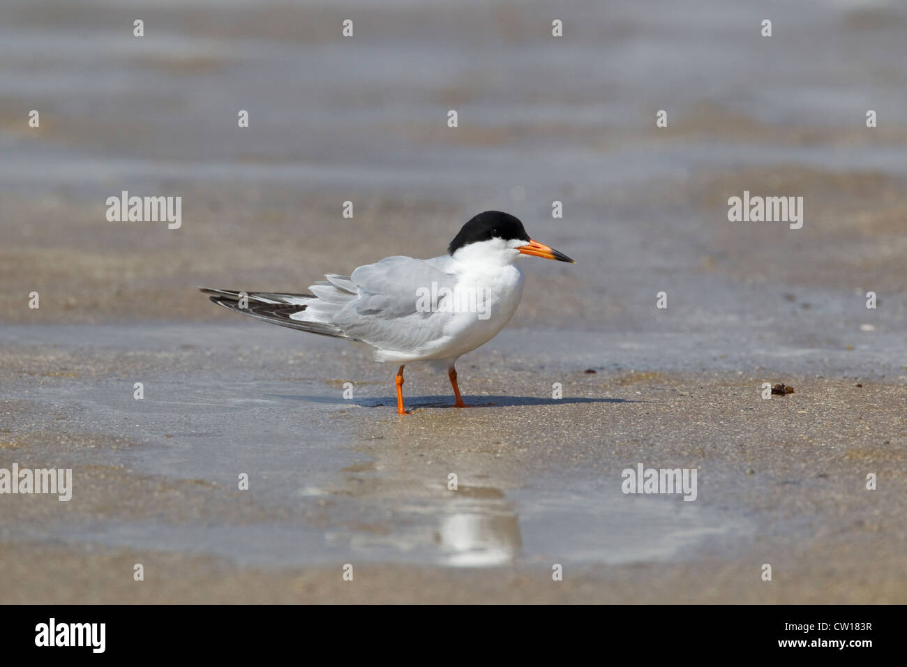 Forster's Tern - in breeding plumage Sterna forsteri Texas Coast, USA ...