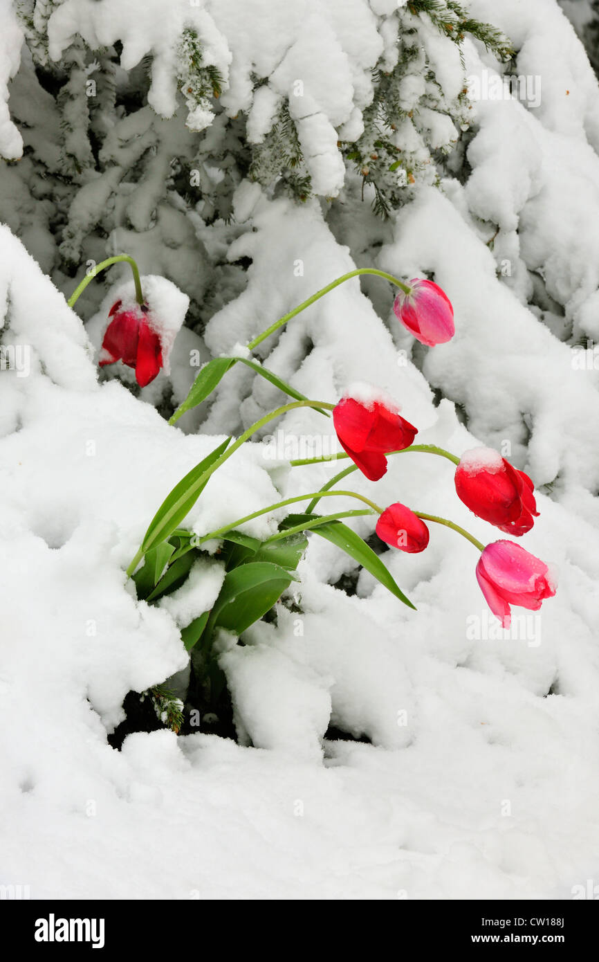 Tulip flowers in spring snowstorm, Greater Sudbury, Ontario, Canada ...