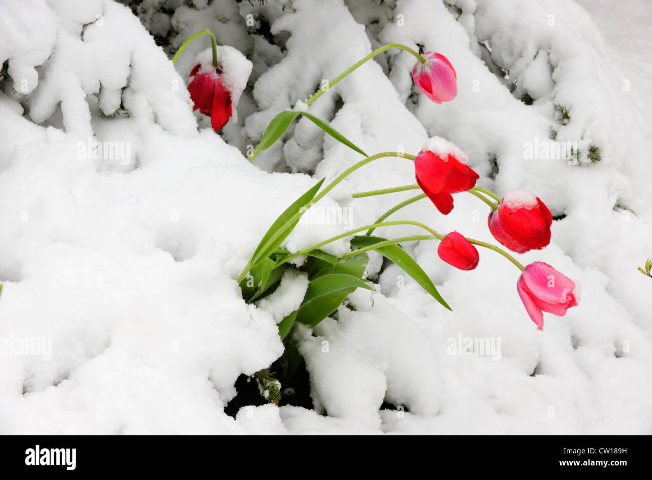 Tulip flowers in spring snowstorm, Greater Sudbury, Ontario, Canada ...