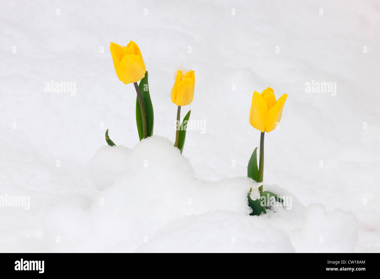 Spring flowers images hi-res stock photography and images - Alamy