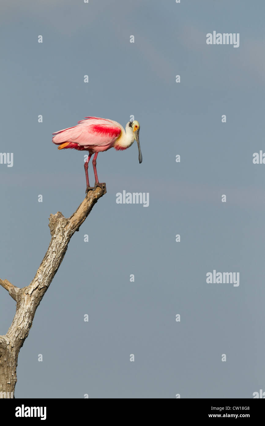 Roseate Spoonbill Platalea ajaja High island Texas, USA BI023283 Stock ...