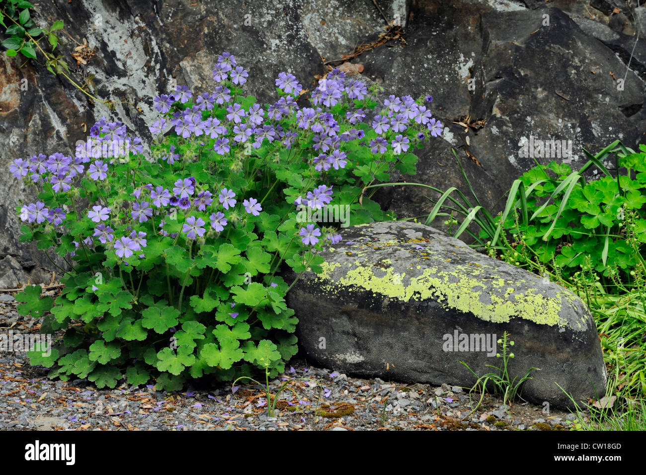 Blue geraniums- informal garden setting, Greater Sudbury, Ontario ...