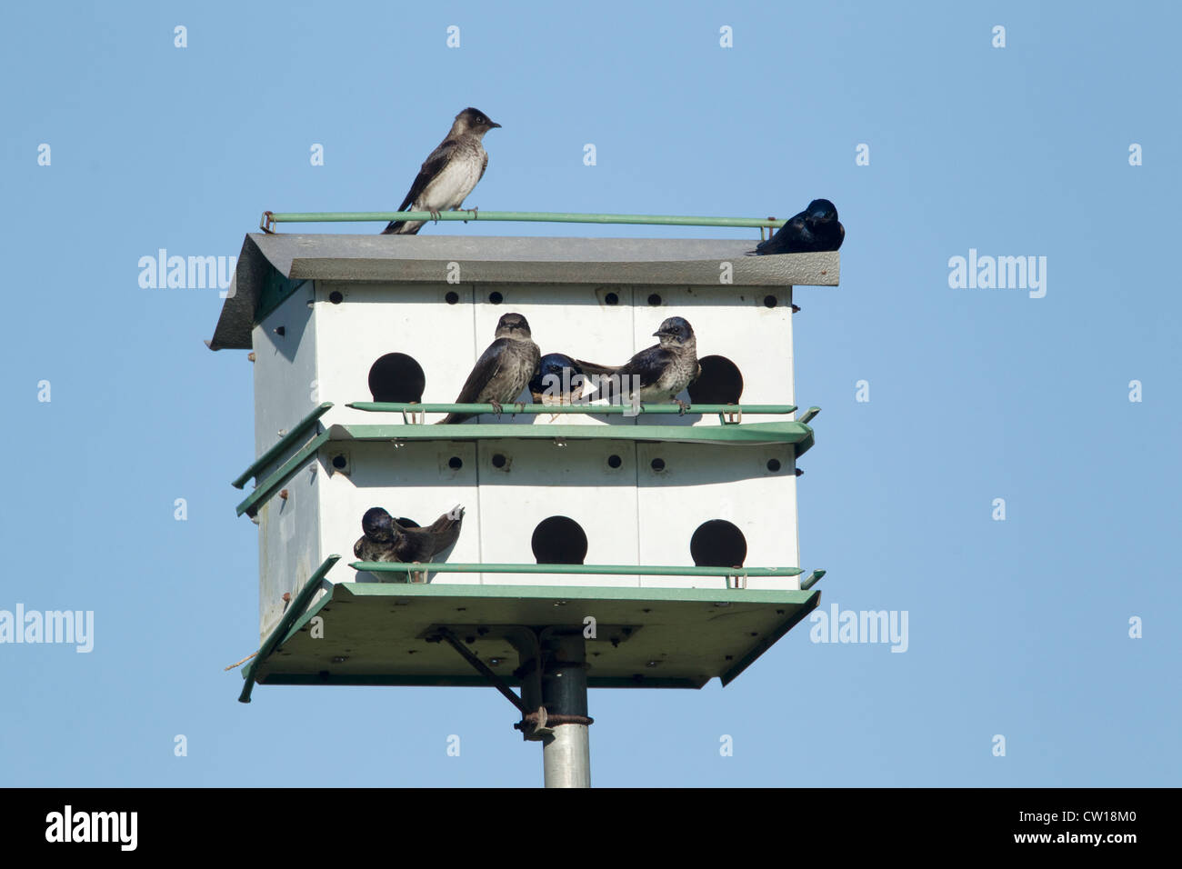 Nesting martins hi-res stock photography and images - Alamy