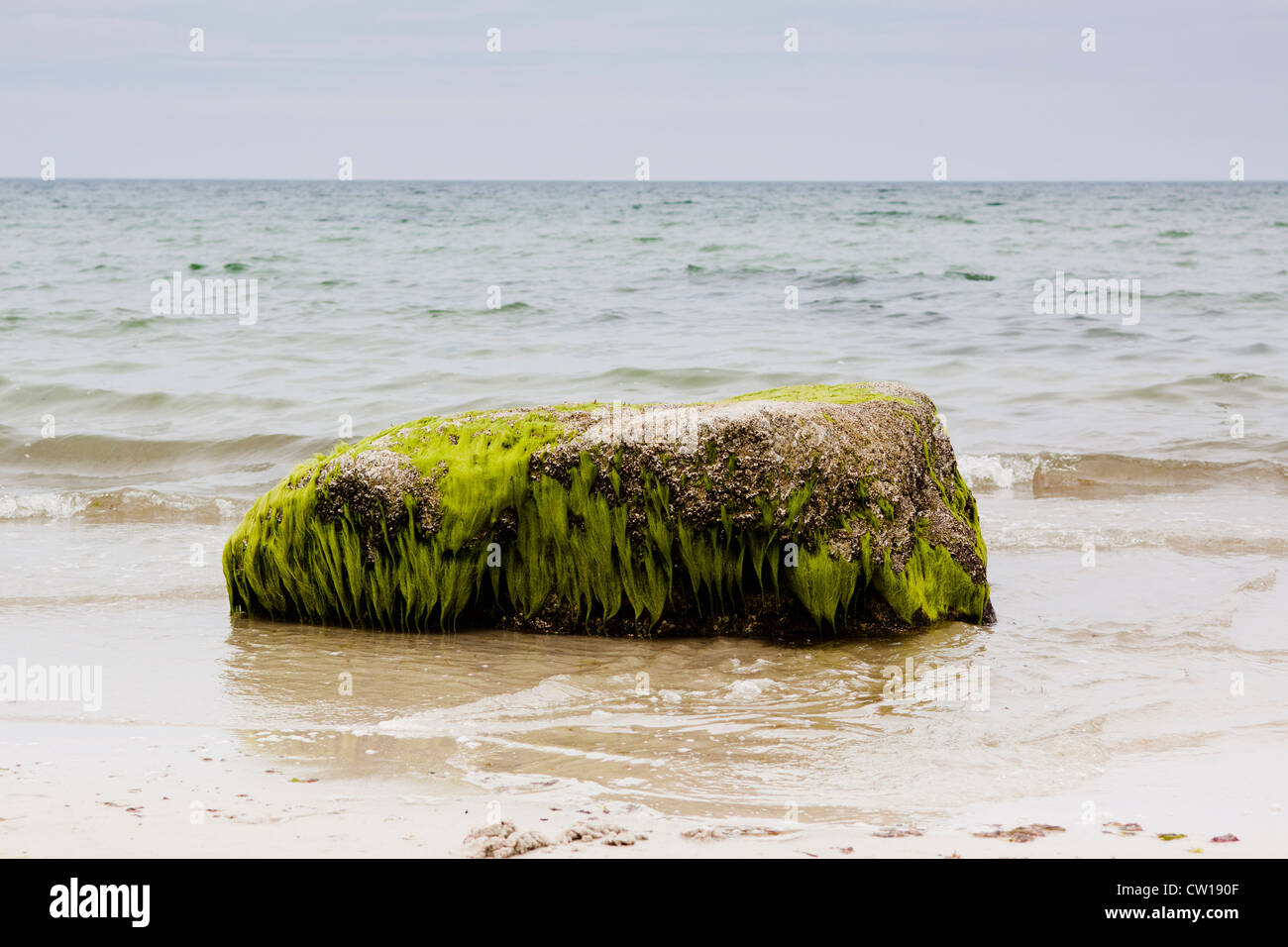 Coastal rock on Cape Cod covered with seaweed Stock Photo - Alamy