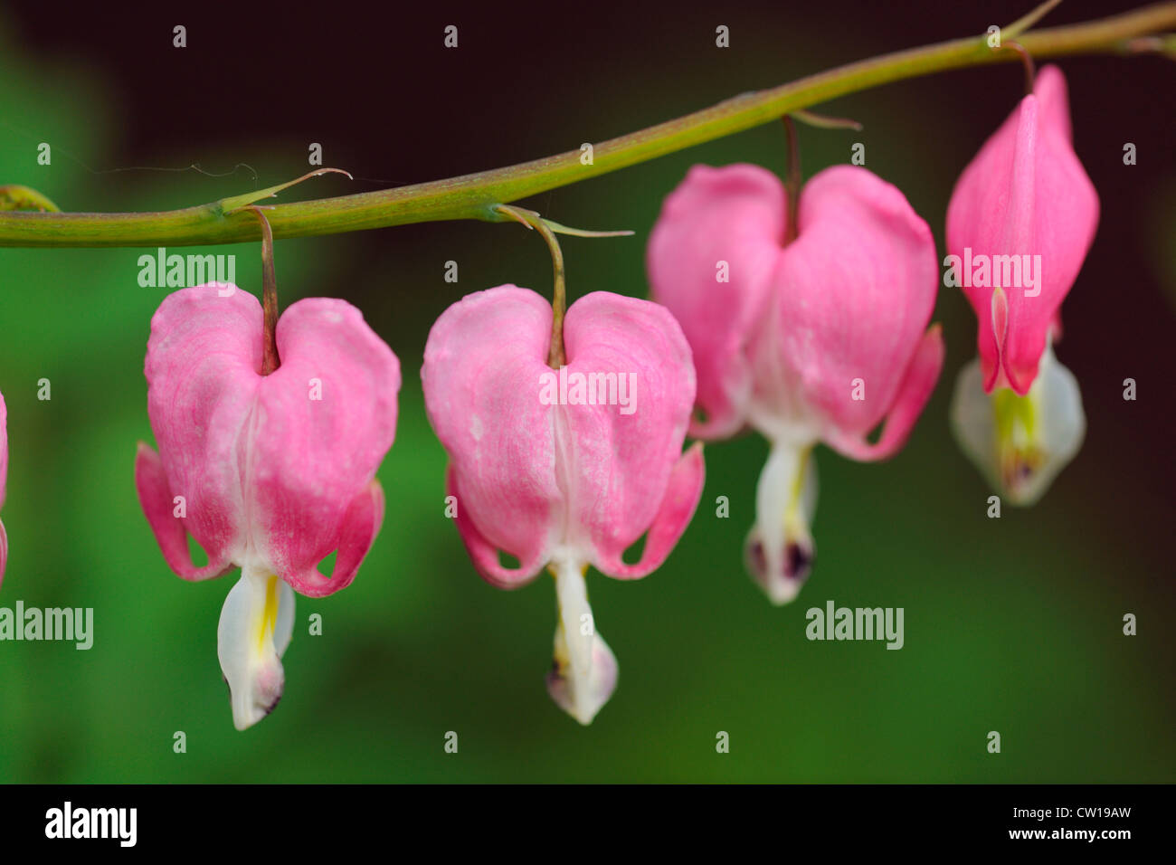 Pink bleeding heart (Dicentra), Greater Sudbury, Ontario, Canada Stock ...