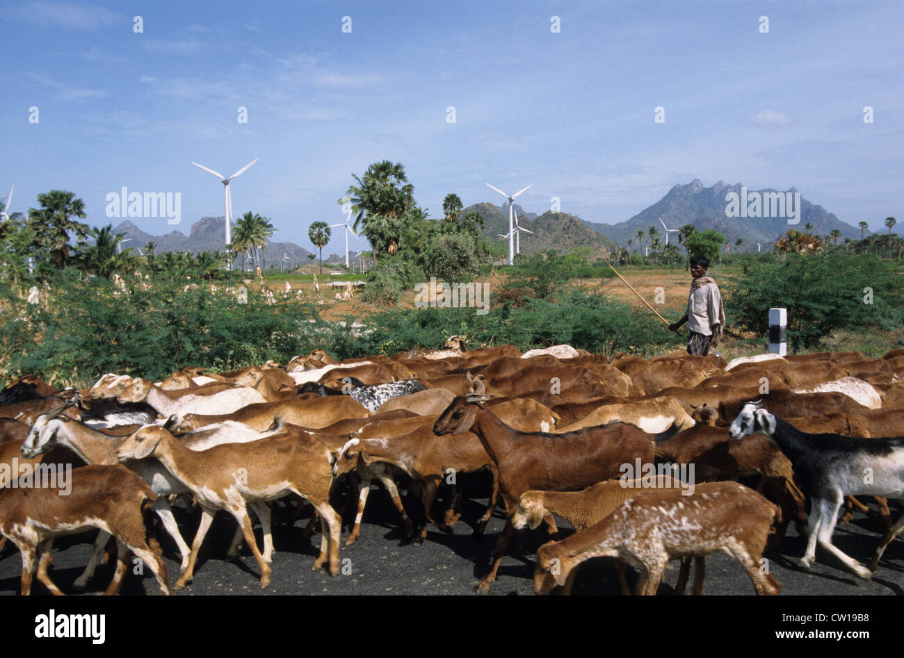 INDIA Tamil Nadu Kannyakumari Cape Comorin , windfarm with large wind ...