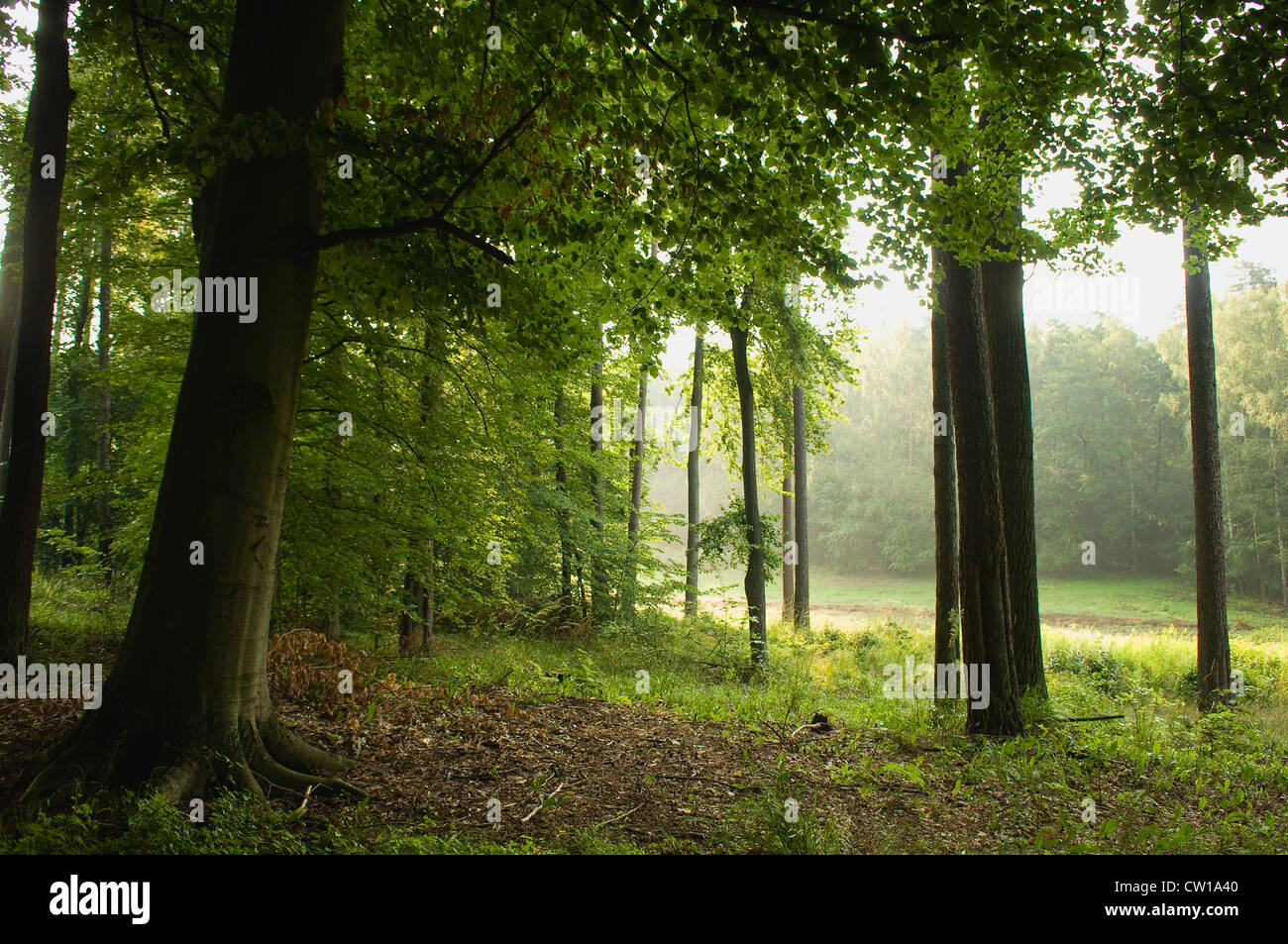 Forest biology hi-res stock photography and images - Alamy
