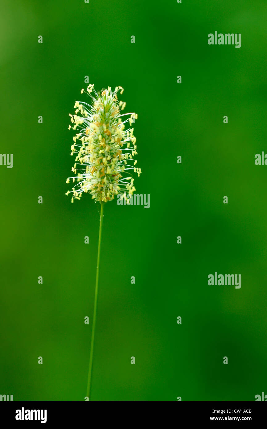 Wind pollination grasses hi-res stock photography and images - Alamy