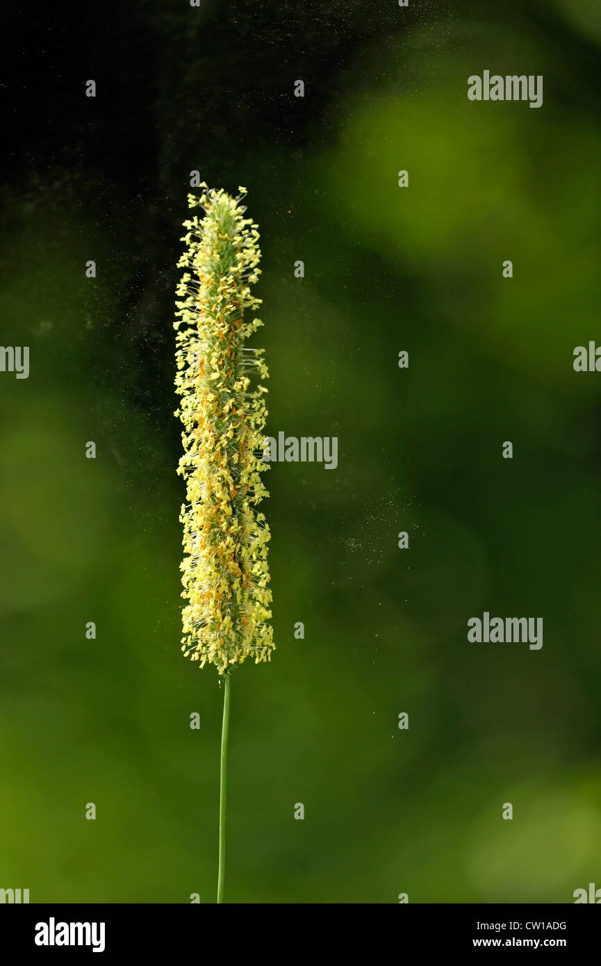 Wind dispersal of pollen hi-res stock photography and images - Alamy