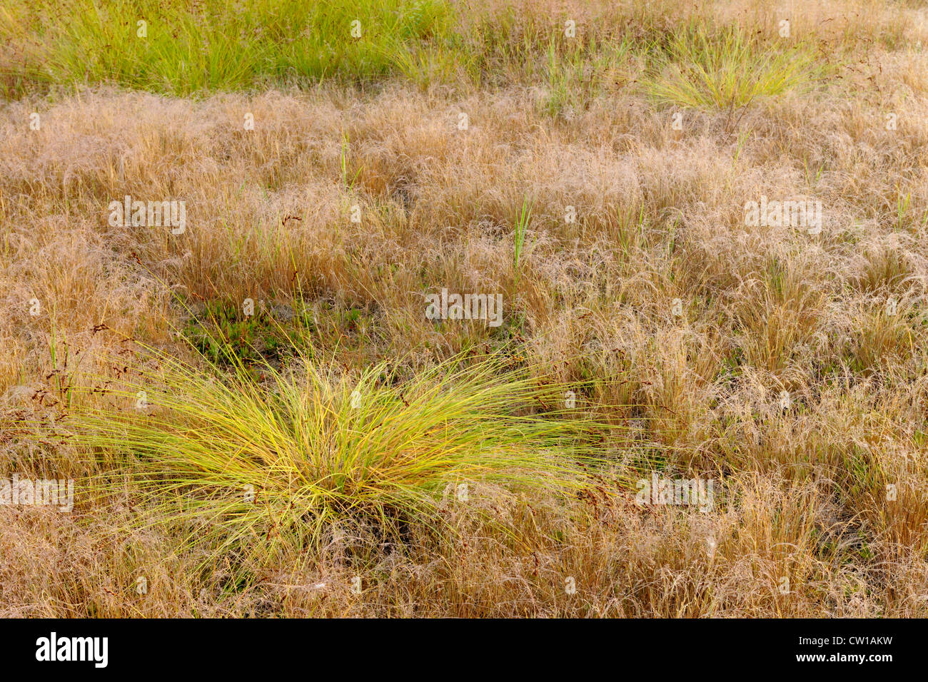 Greater brown sedge hi-res stock photography and images - Alamy