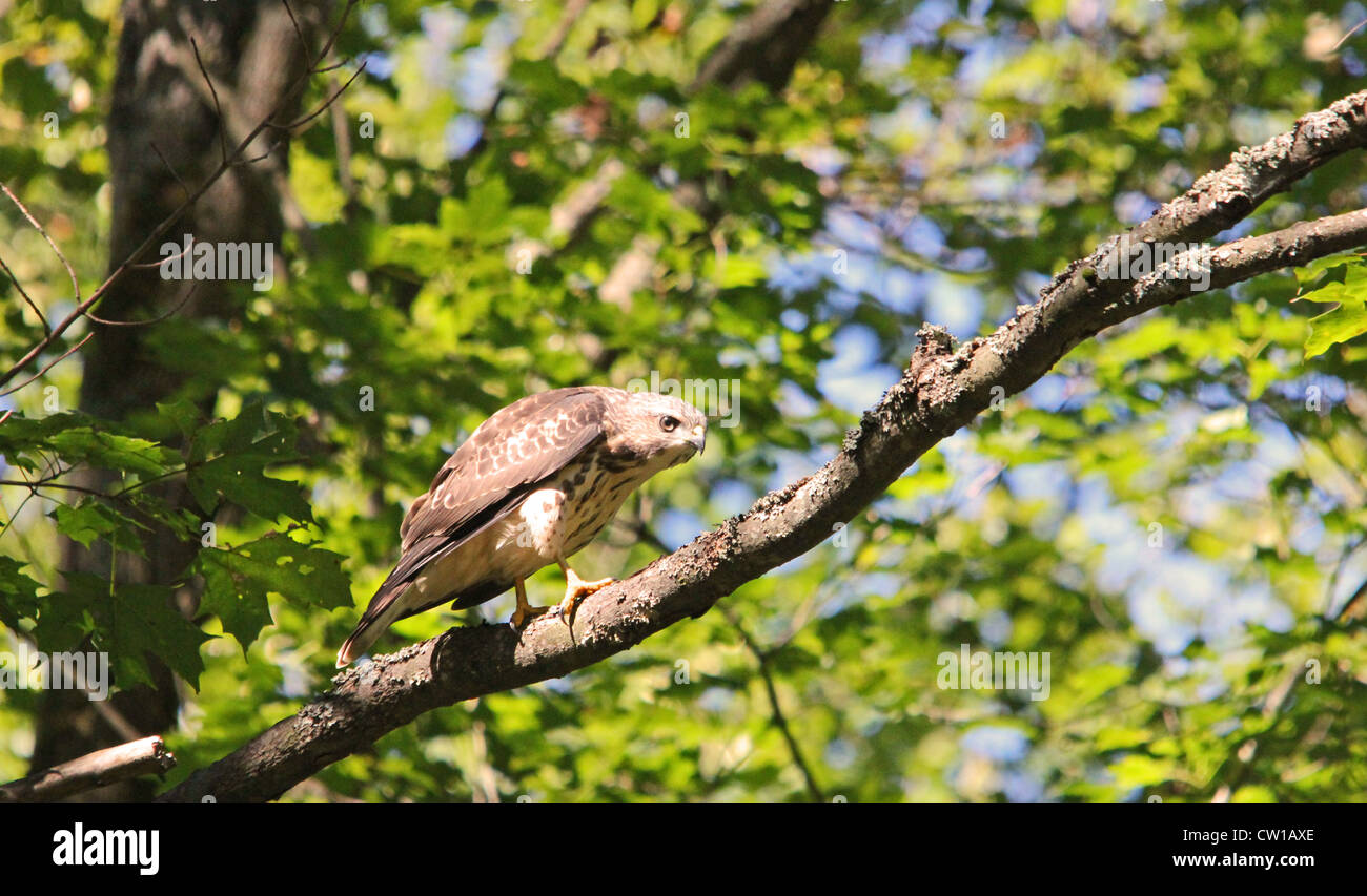 A young cooper's hawk in a tree Stock Photo - Alamy