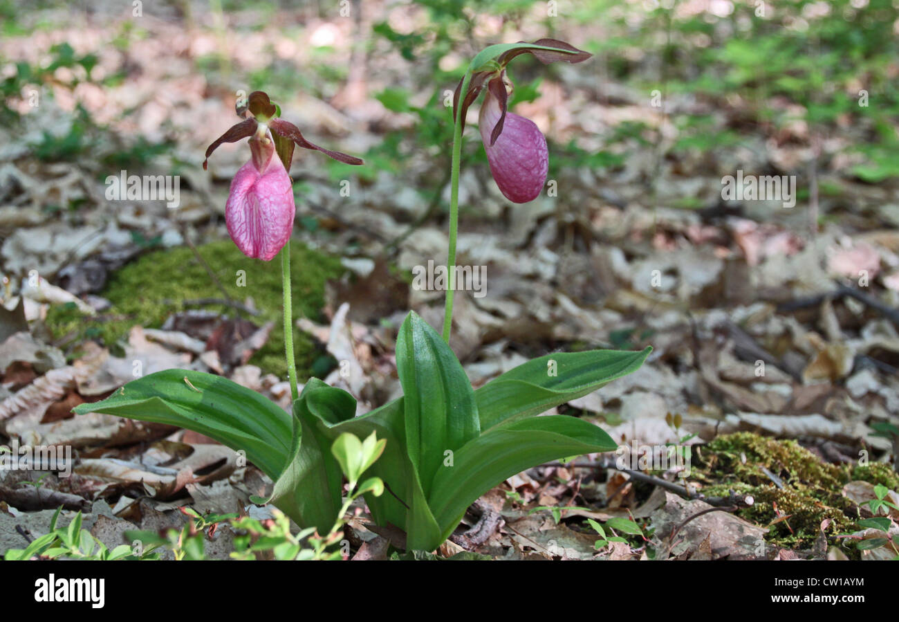 Two wild orchids bloom in the forest Stock Photo - Alamy
