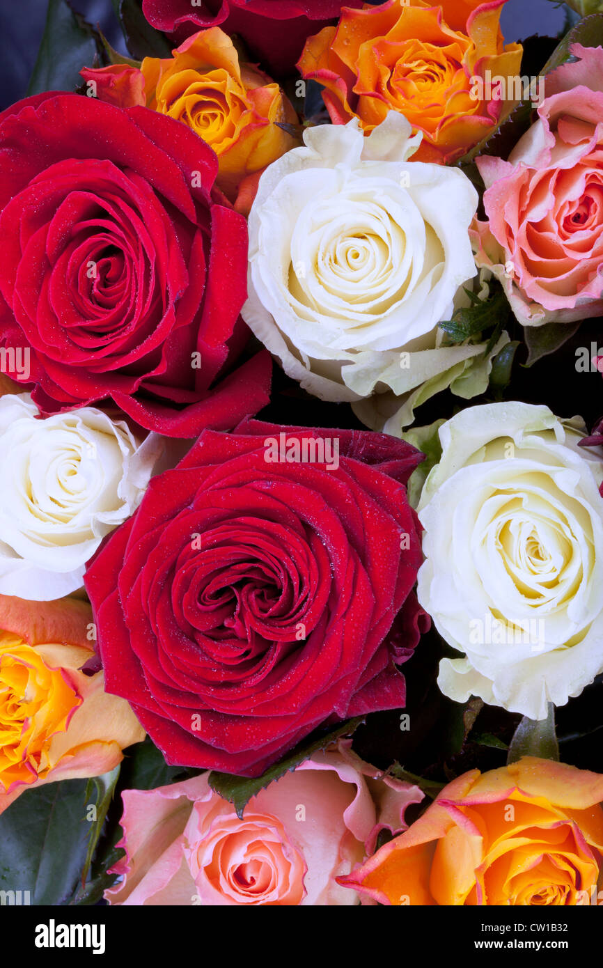 bunch of different many colored roses close up Stock Photo - Alamy