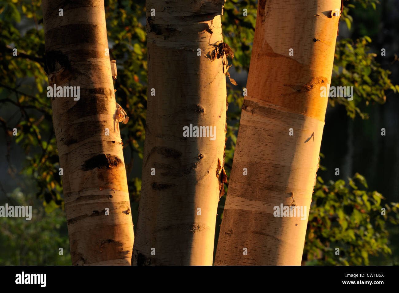 Multistem tree hi-res stock photography and images - Alamy