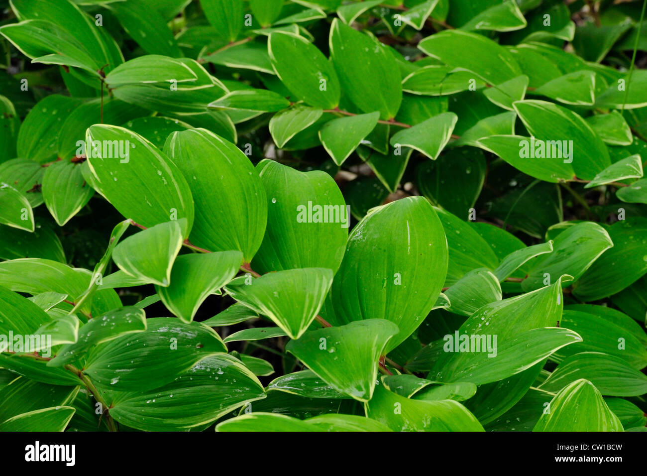 Solomon's Seal (Polygonatum commutatum) Woodland plant in naturalized ...