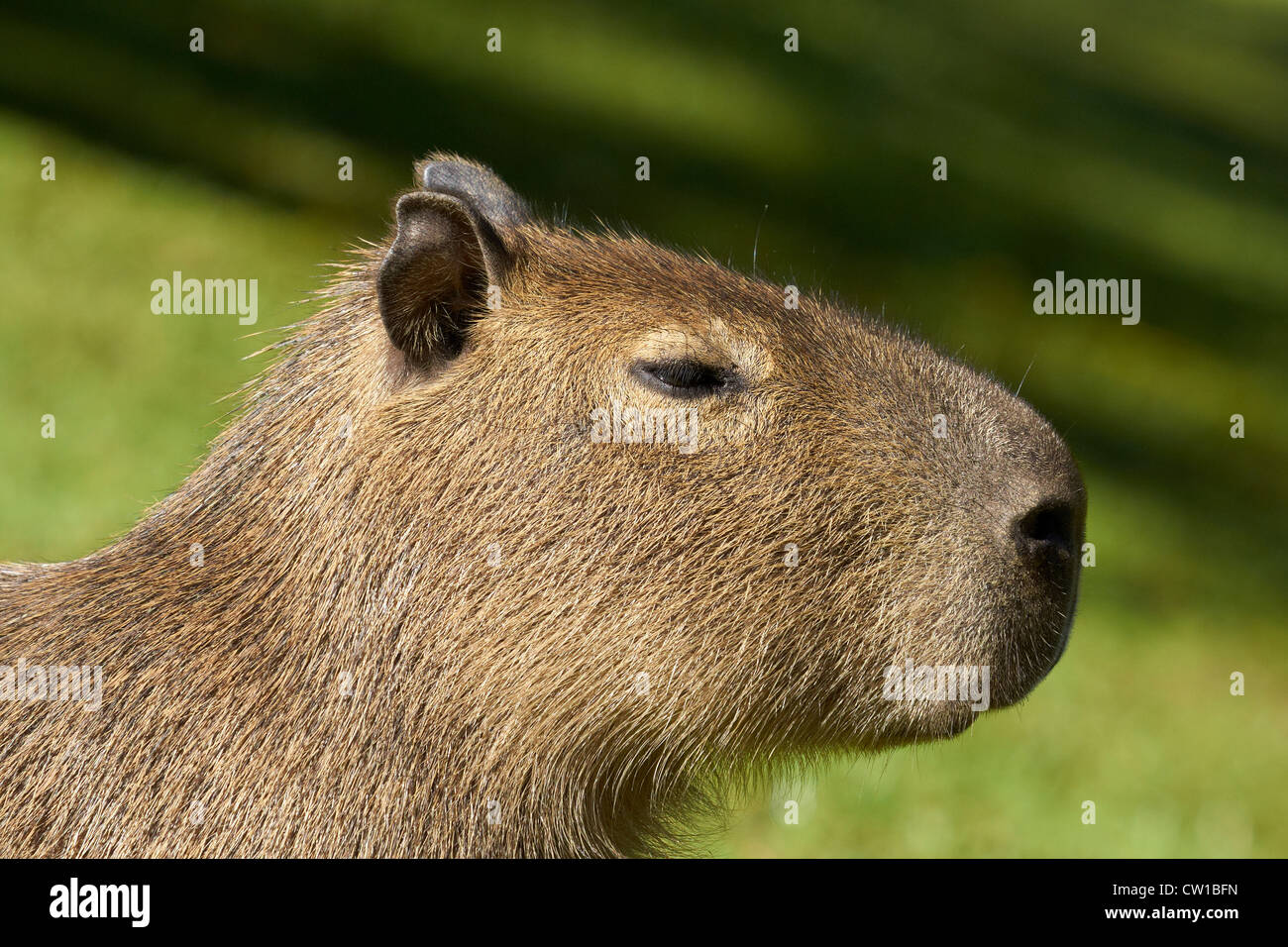 Capybara Young High Resolution Stock Photography and Images - Alamy