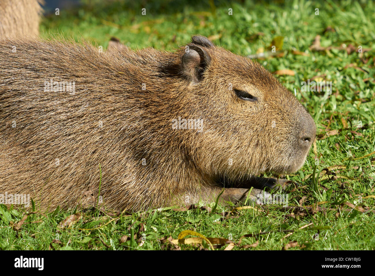 Capybara portrait hi-res stock photography and images - Alamy