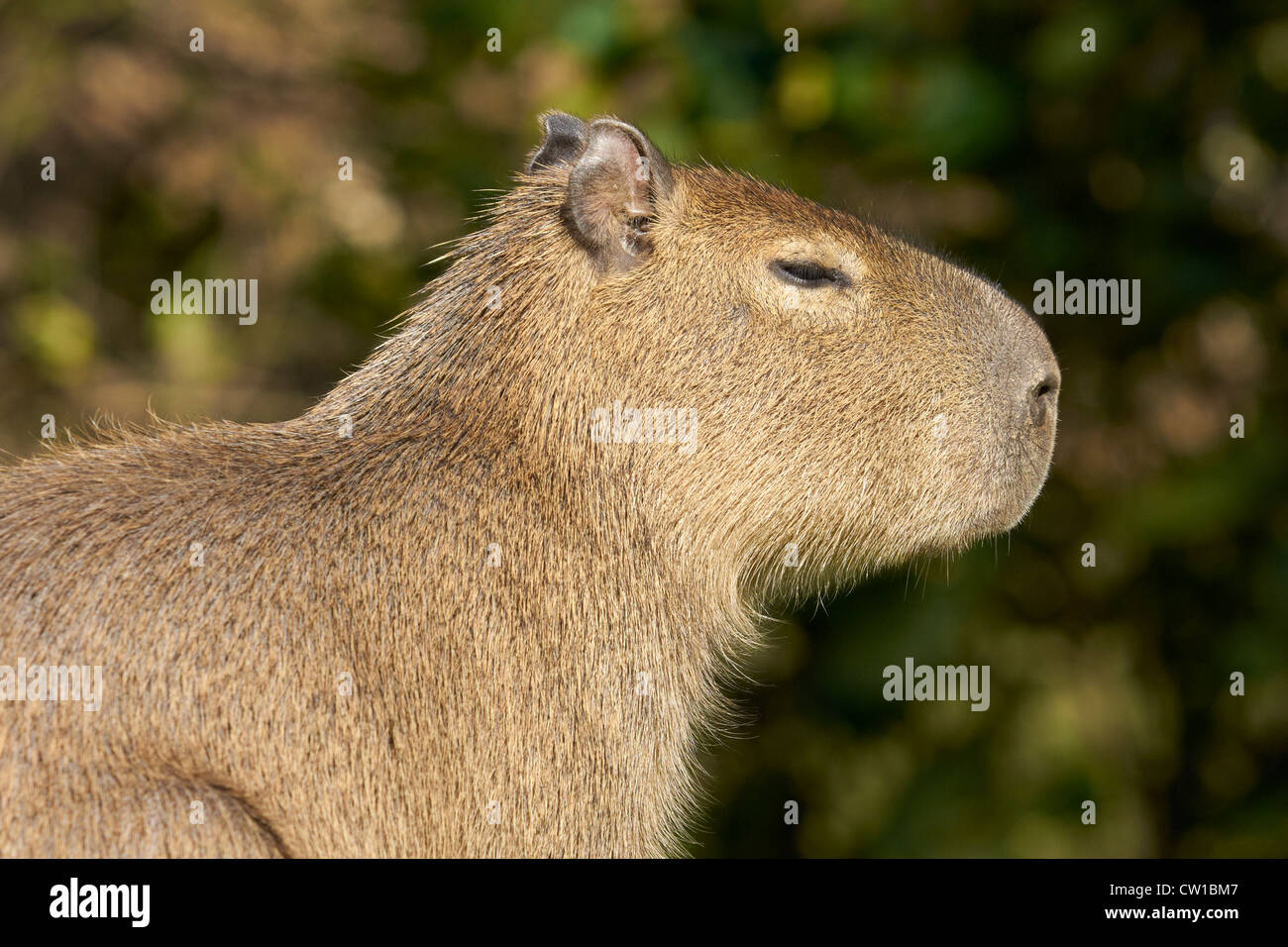Capybara Young High Resolution Stock Photography and Images - Alamy