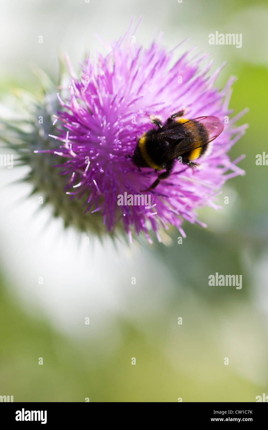 Silybum marianum Milk thistle with A Bee gathering Pollen Stock Photo ...