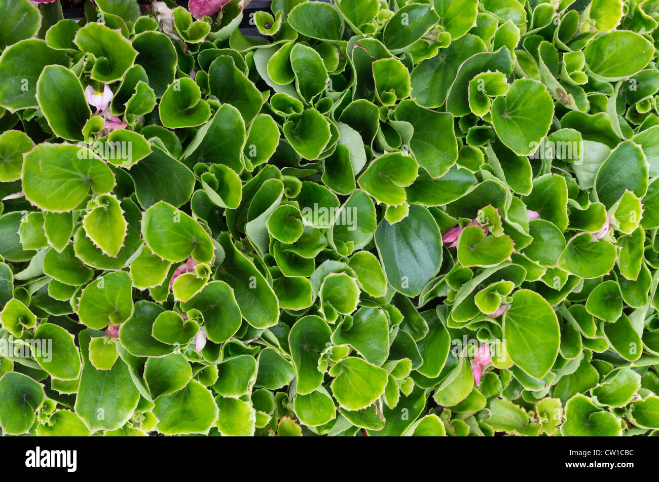 Begonia seedlings with bright green leaves Stock Photo - Alamy