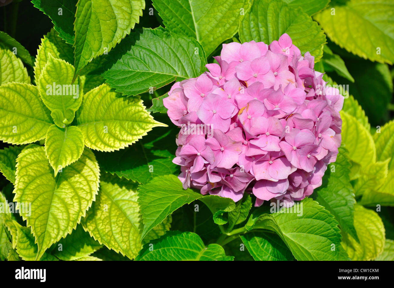 New england hydrangeas hi-res stock photography and images - Alamy
