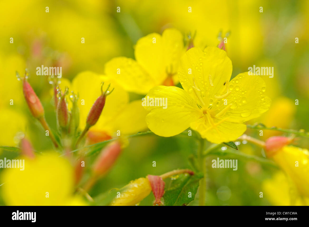 Yellow primrose (Primula spp.), Greater Sudbury, Ontario, Canada Stock ...