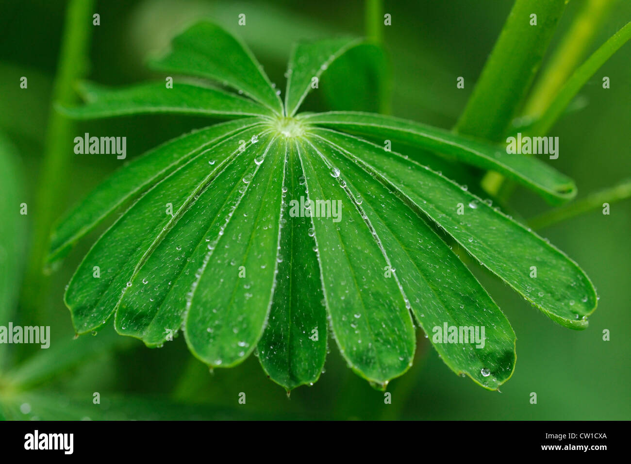 Palmately divided leaf hi-res stock photography and images - Alamy