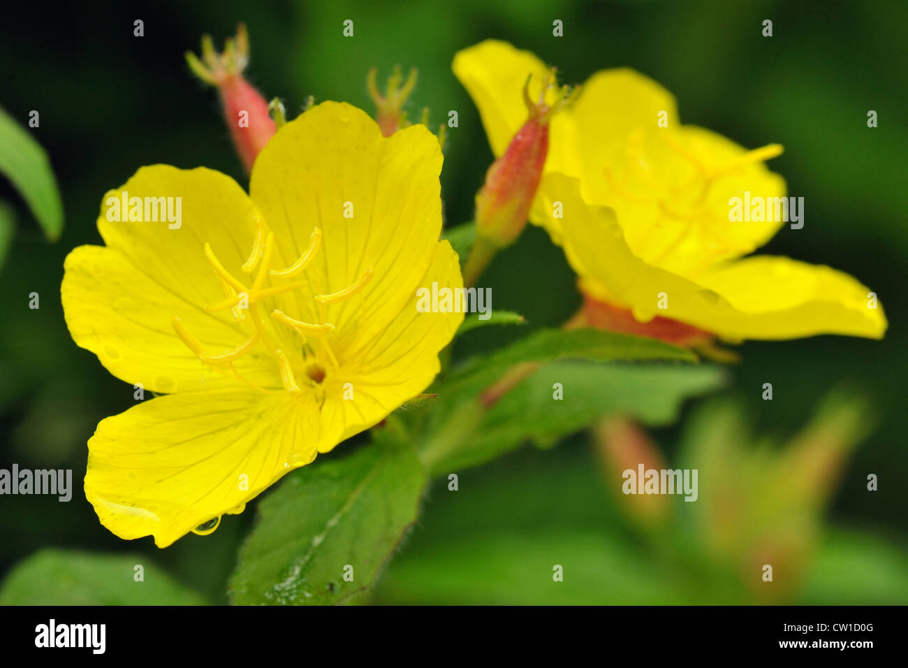 Yellow primrose hi-res stock photography and images - Alamy