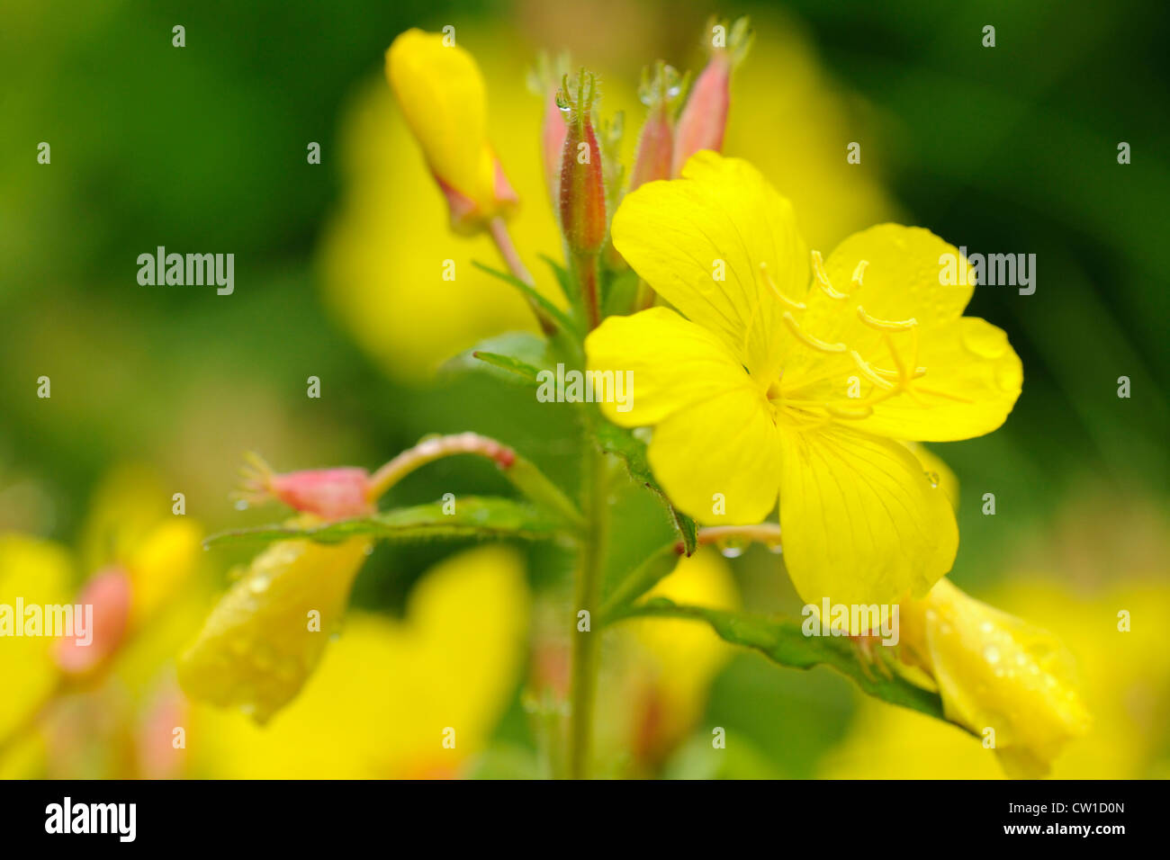 Primula perennials hi-res stock photography and images - Alamy
