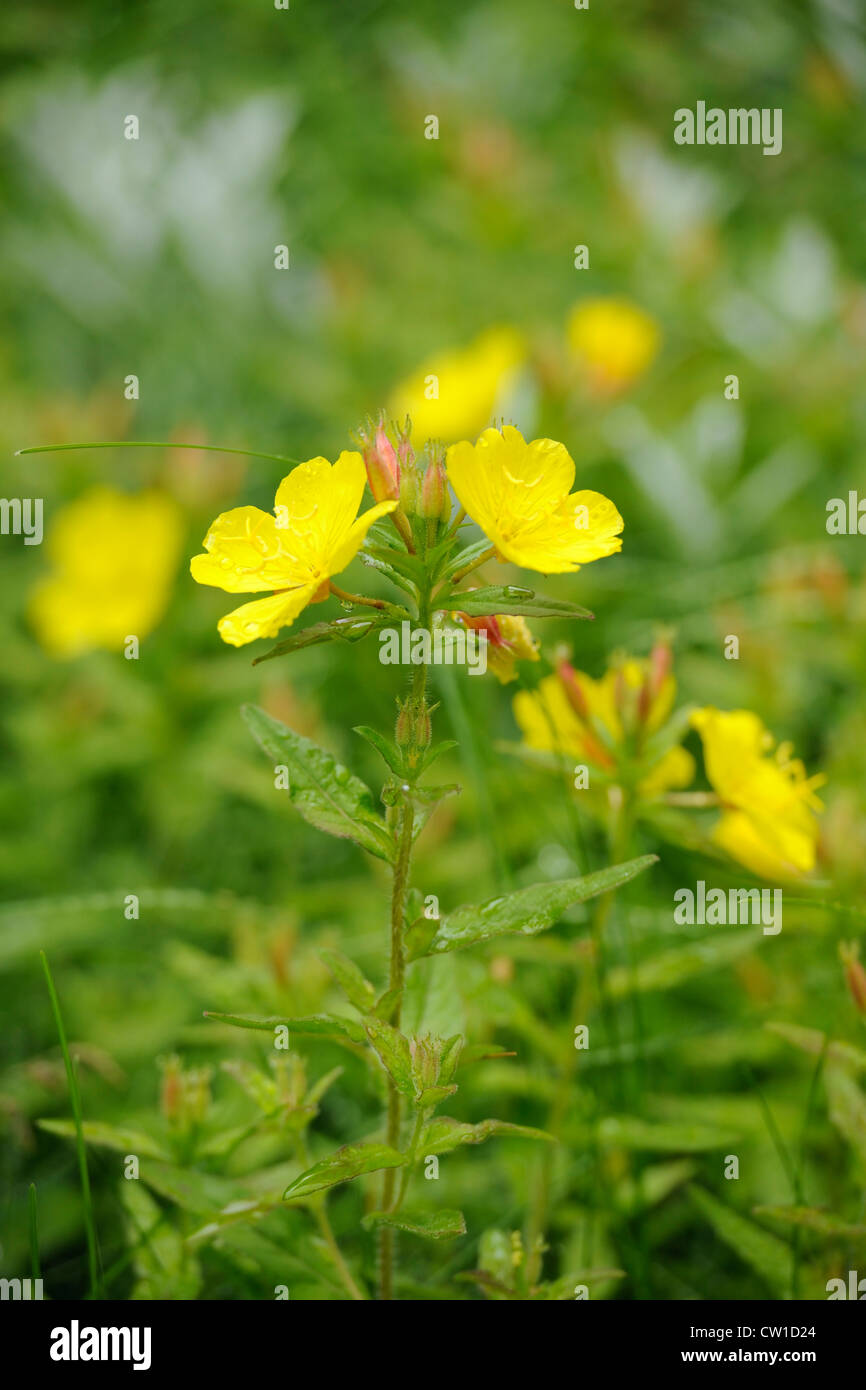 Yellow primrose (Primula spp.), Greater Sudbury, Ontario, Canada Stock ...