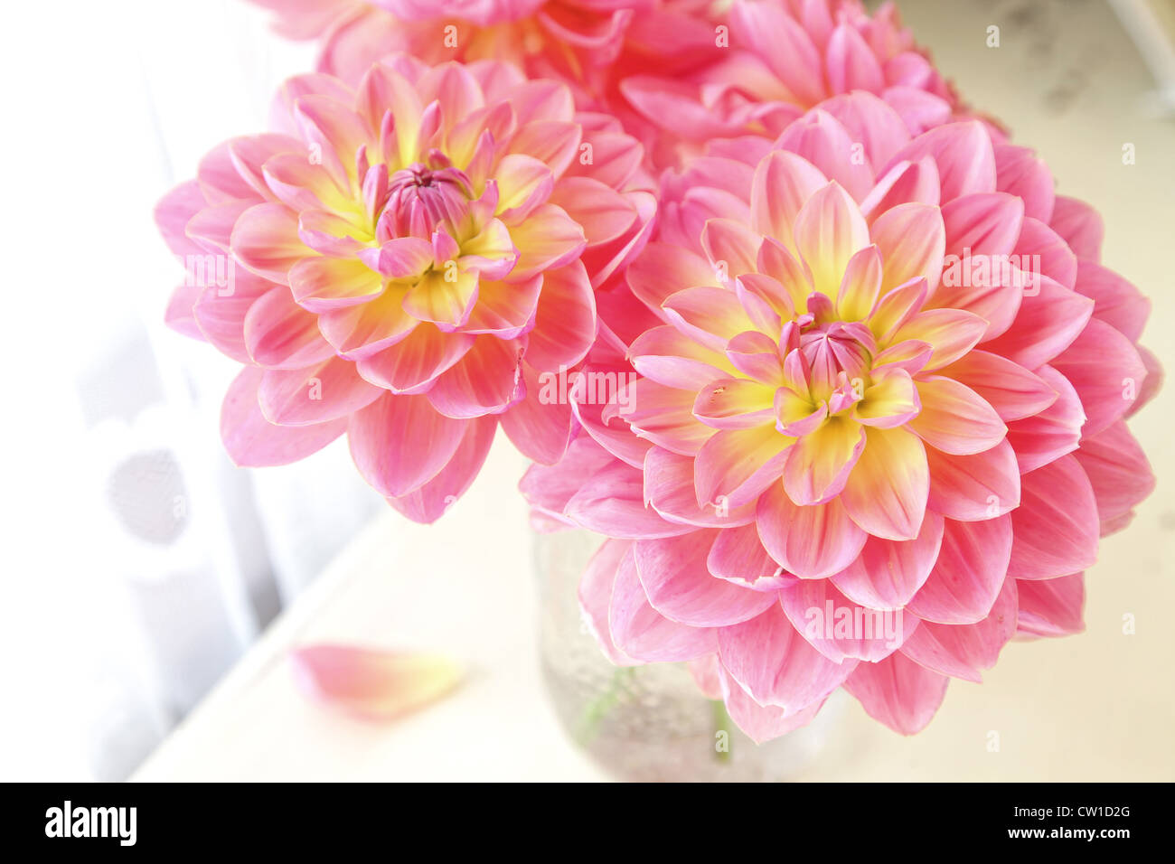Dahlias vase hi-res stock photography and images - Alamy