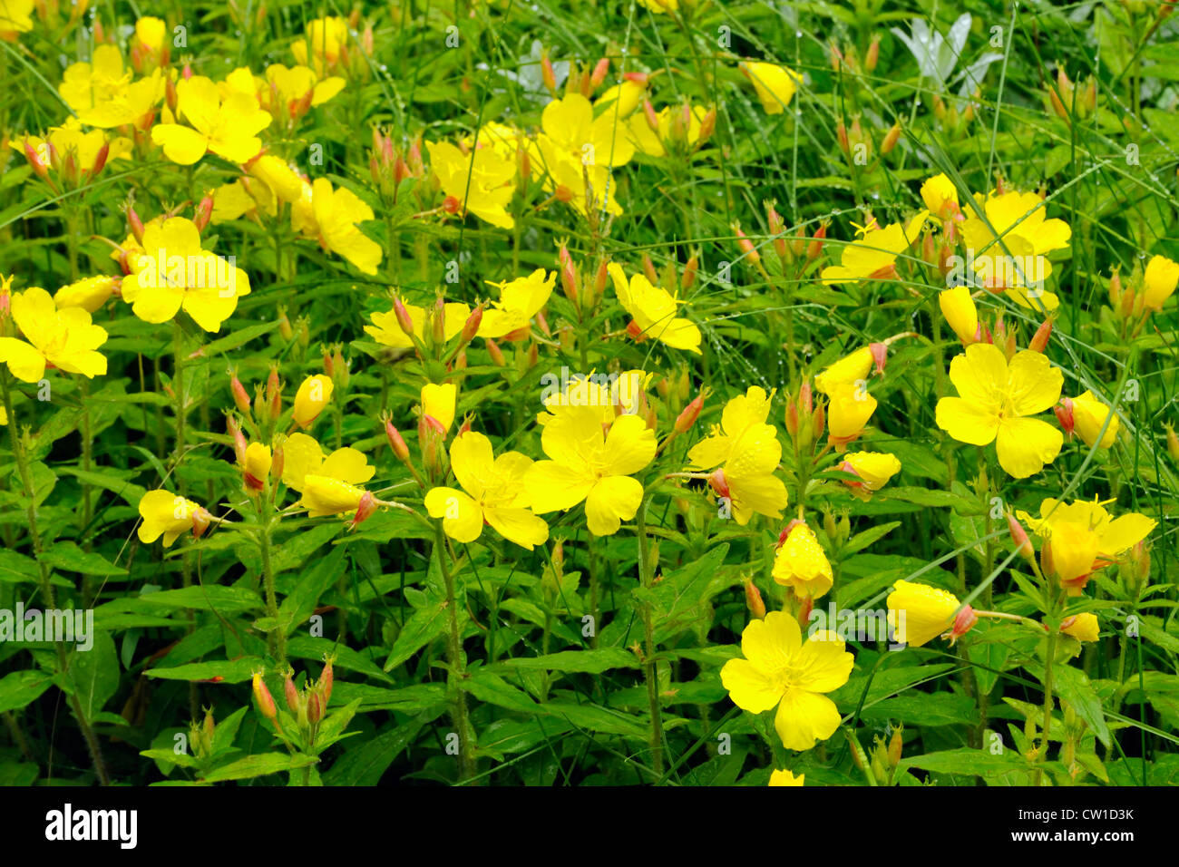 Yellow primrose (Primula spp.), Greater Sudbury, Ontario, Canada Stock ...