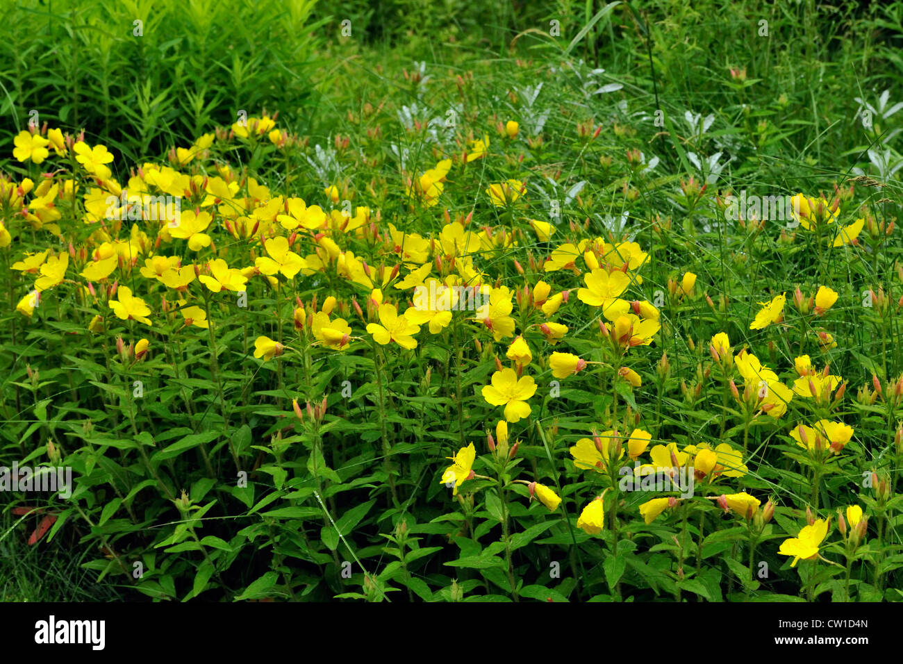 Yellow primrose (Primula spp.), Greater Sudbury, Ontario, Canada Stock ...