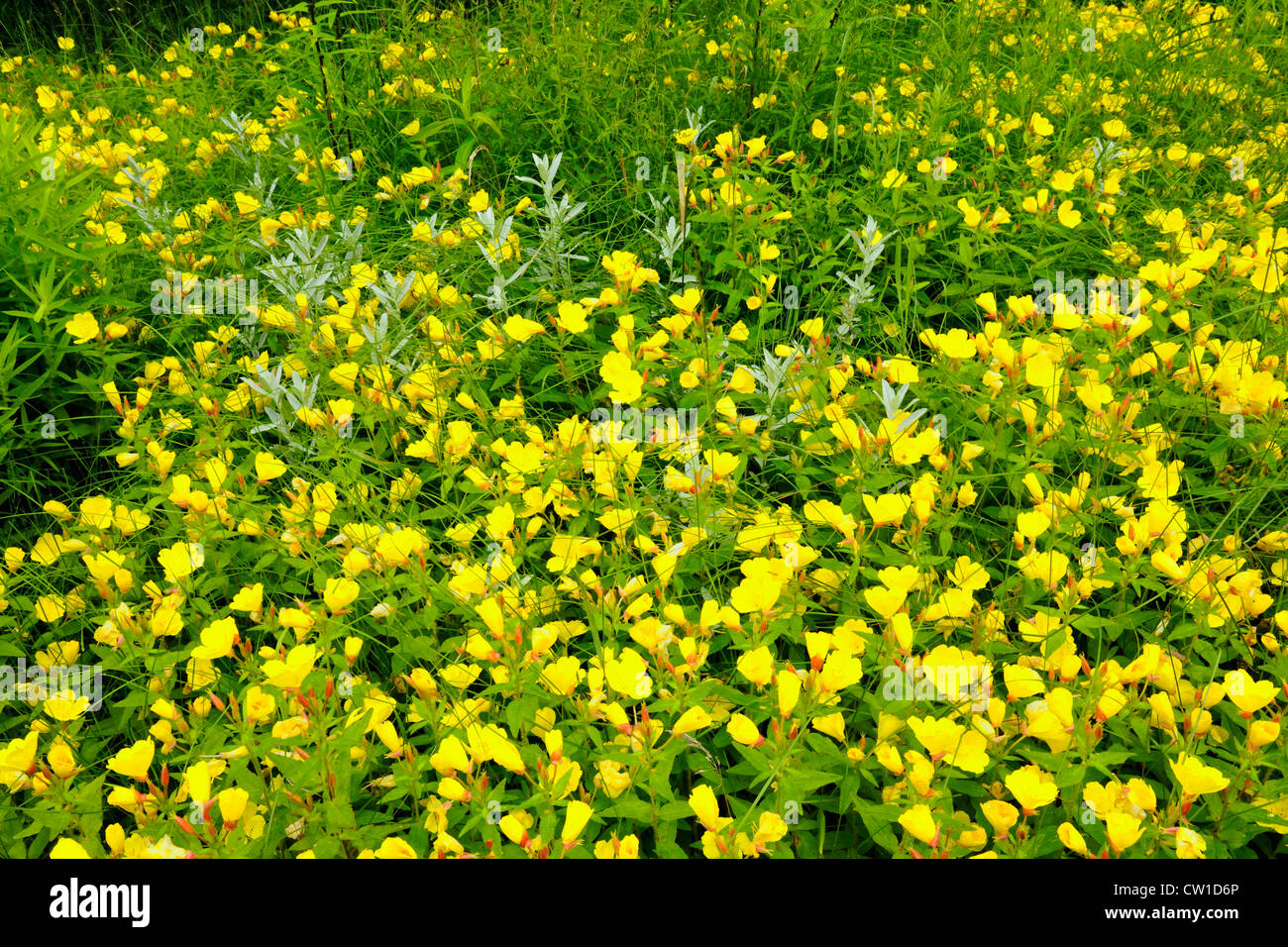 Yellow primrose hi-res stock photography and images - Alamy