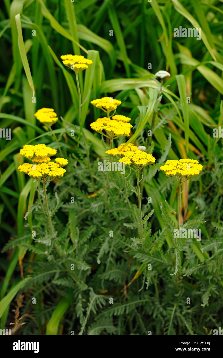 Yellow yarrow (Achillea millefolium), Greater Sudbury, Ontario, Canada ...