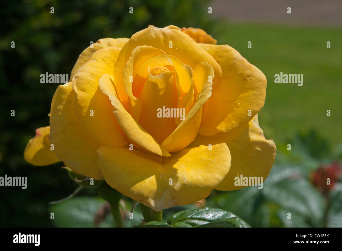 Newstead abbey rose gardens hi-res stock photography and images - Alamy