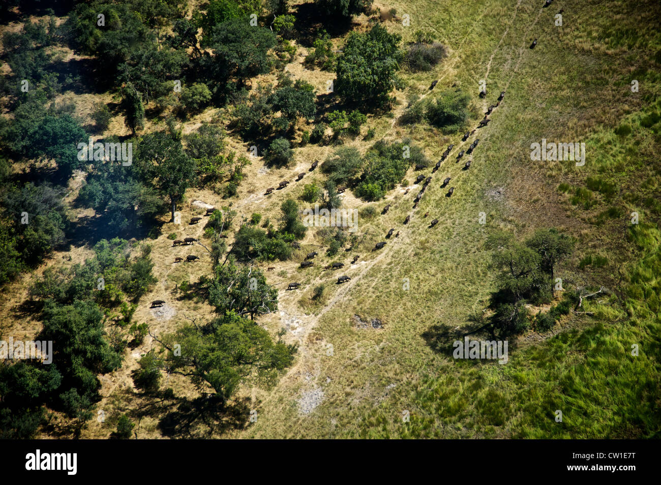 Duba hi-res stock photography and images - Alamy