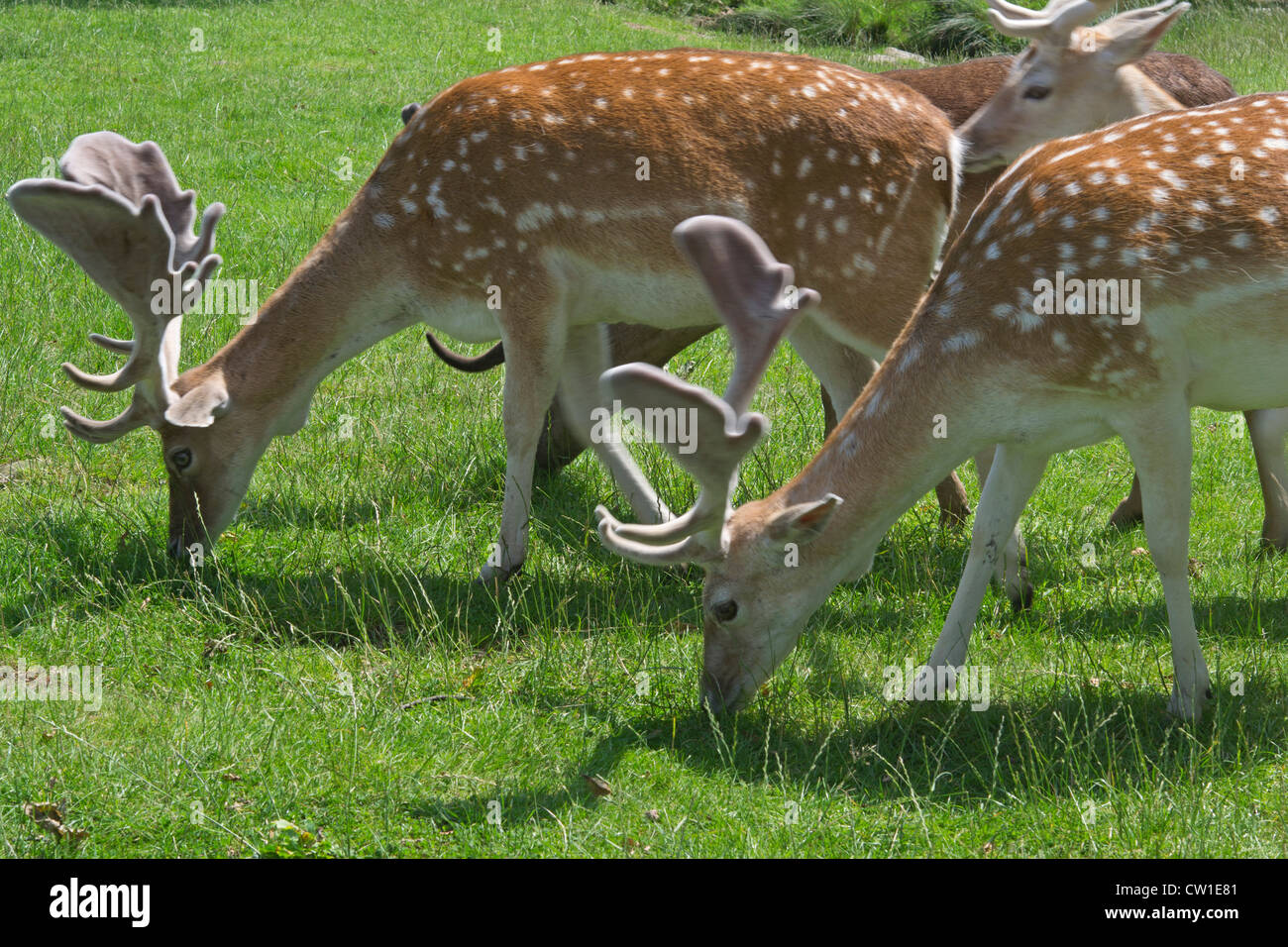 Male Fallow deer at Bradgate Park, Leicestershire, England, UK Stock ...
