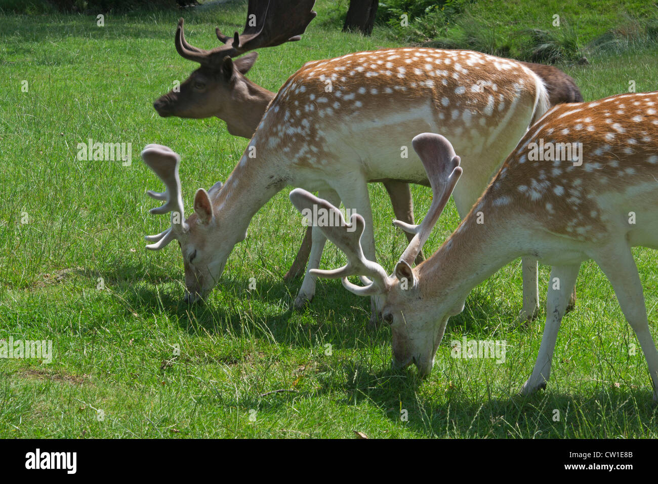 Male Fallow deer at Bradgate Park, Leicestershire, England, UK Stock ...