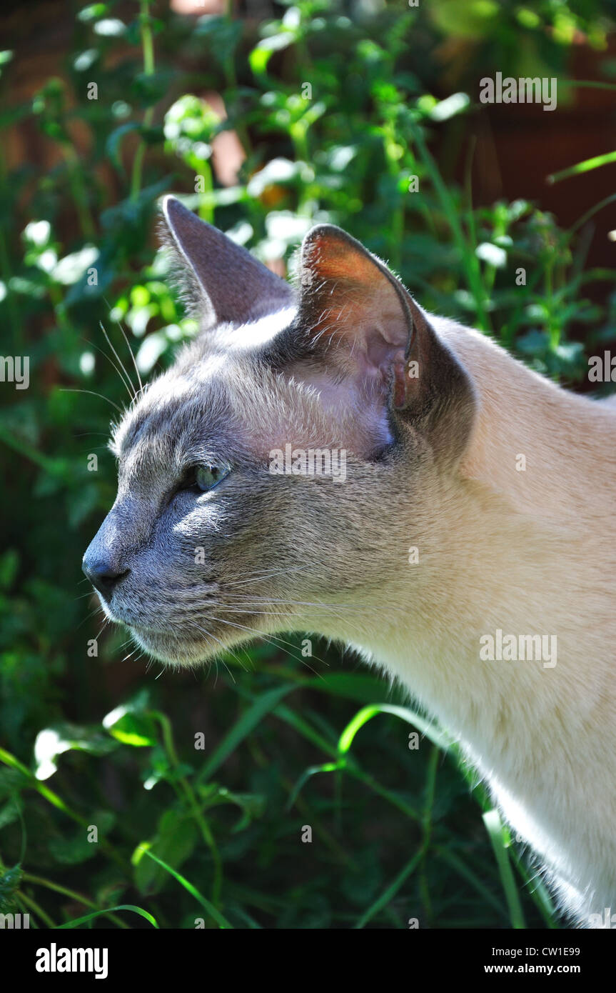 Siamese Blue Point cat Stock Photo - Alamy
