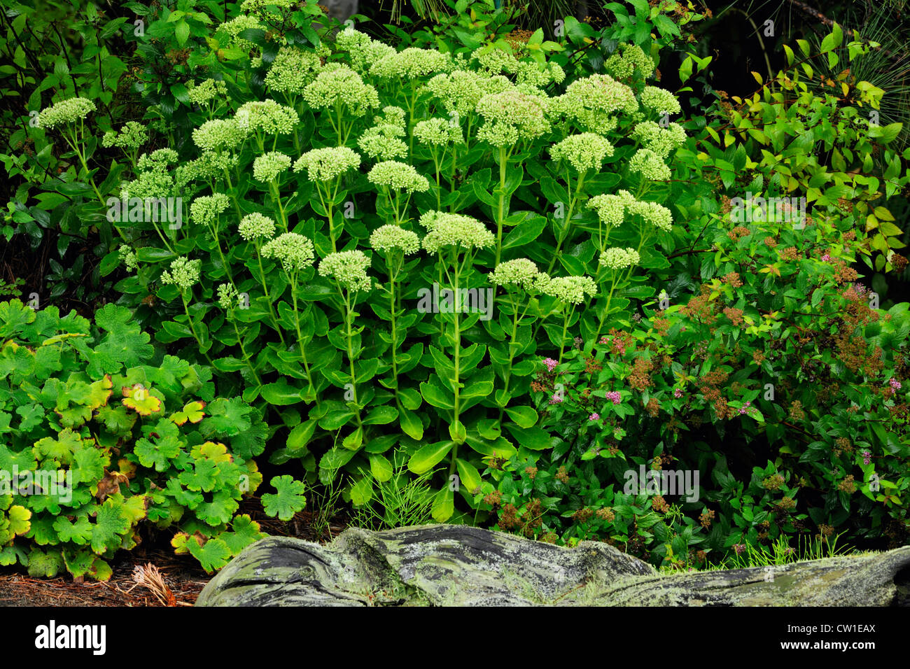 Flowering sedum with log, Greater Sudbury, Ontario, Canada Stock Photo ...