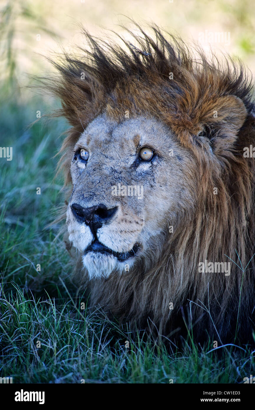 Lion. Duba, Africa Stock Photo - Alamy