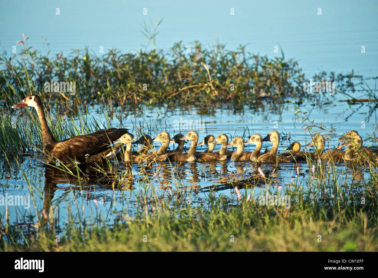 Duba hi-res stock photography and images - Alamy