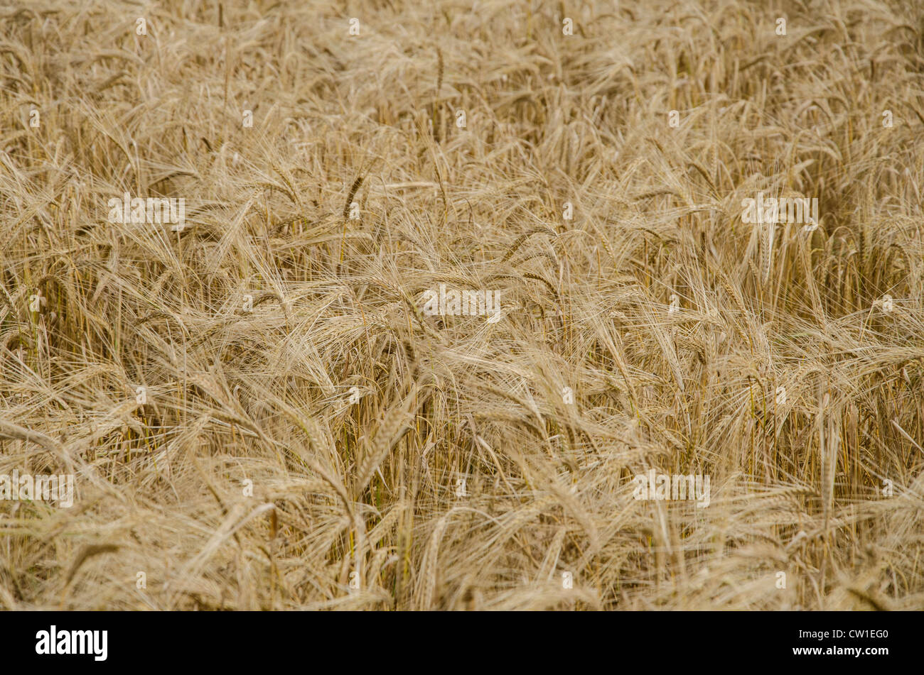 A mass of wheat ready for harvesting Stock Photo - Alamy