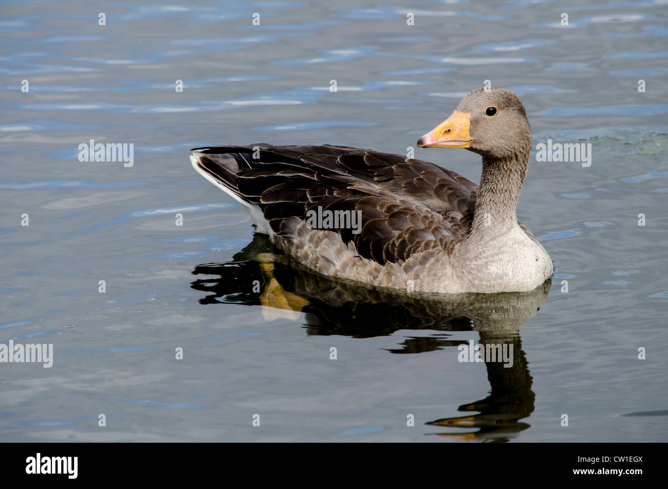 A lovely adult greylag goose swimming Stock Photo - Alamy