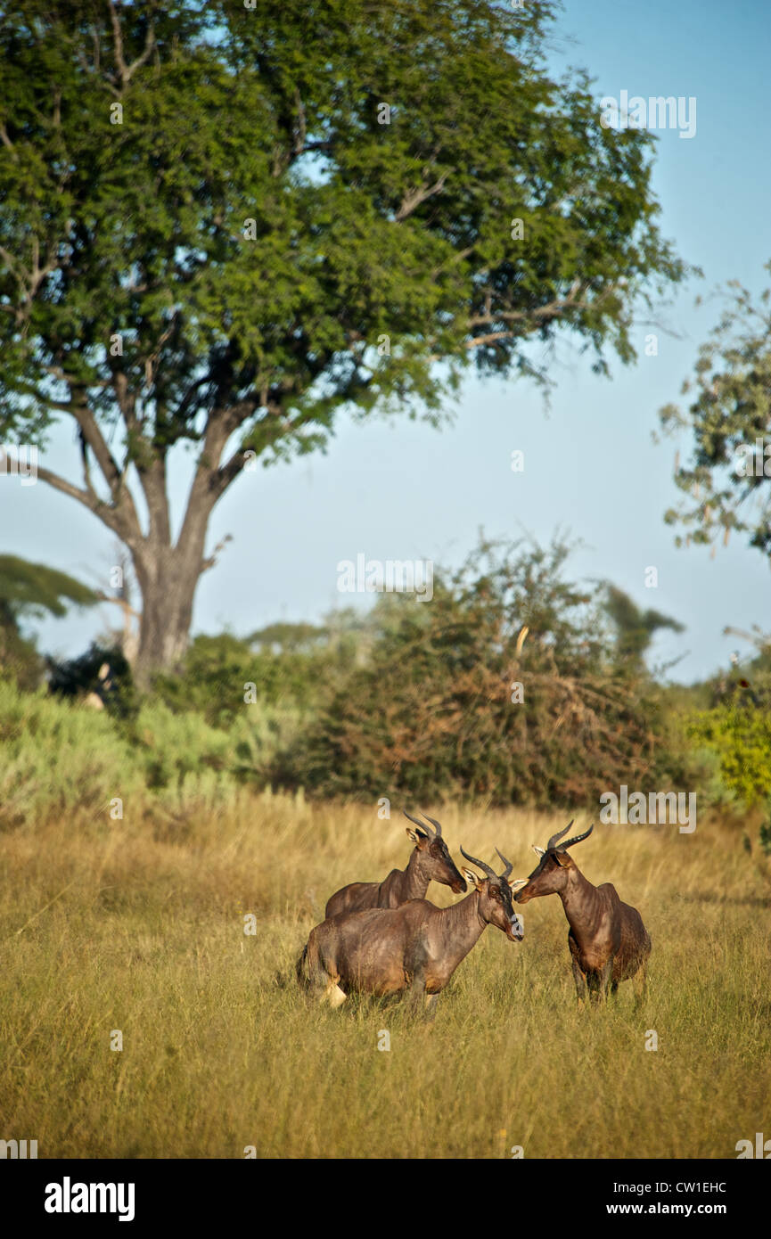 Savanna antelopes hi-res stock photography and images - Alamy