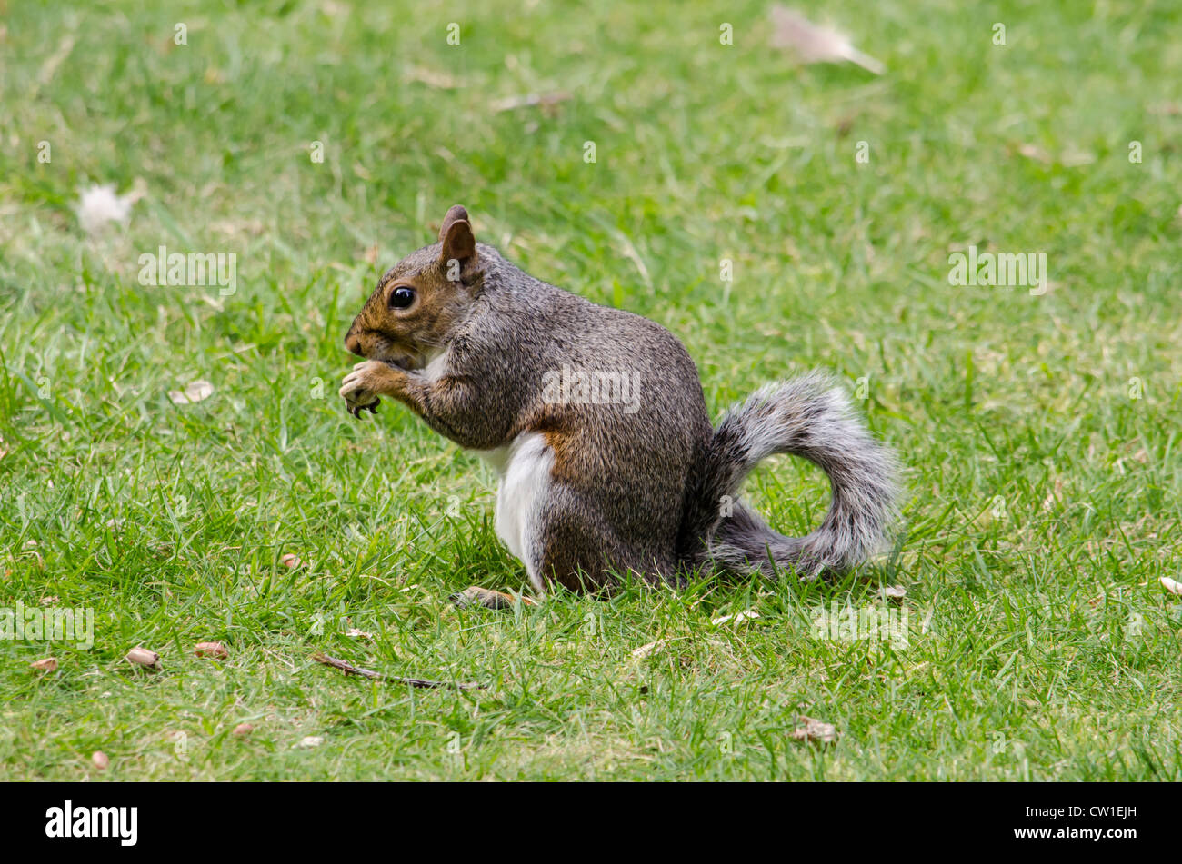 A grey squirrel tucking into some tasty food Stock Photo - Alamy